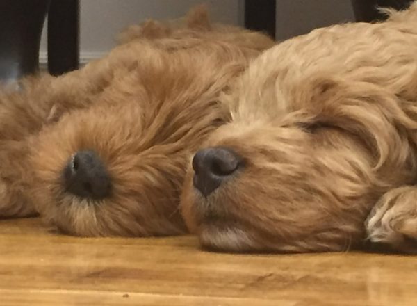 Available Puppies - HappyHound